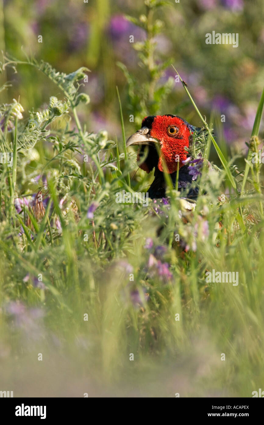 Pheasants in bird hide hi-res stock photography and images - Alamy
