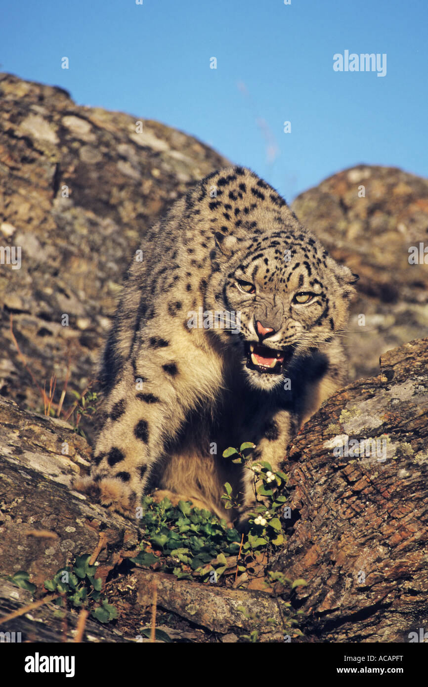 Specks of snow hi-res stock photography and images - Alamy