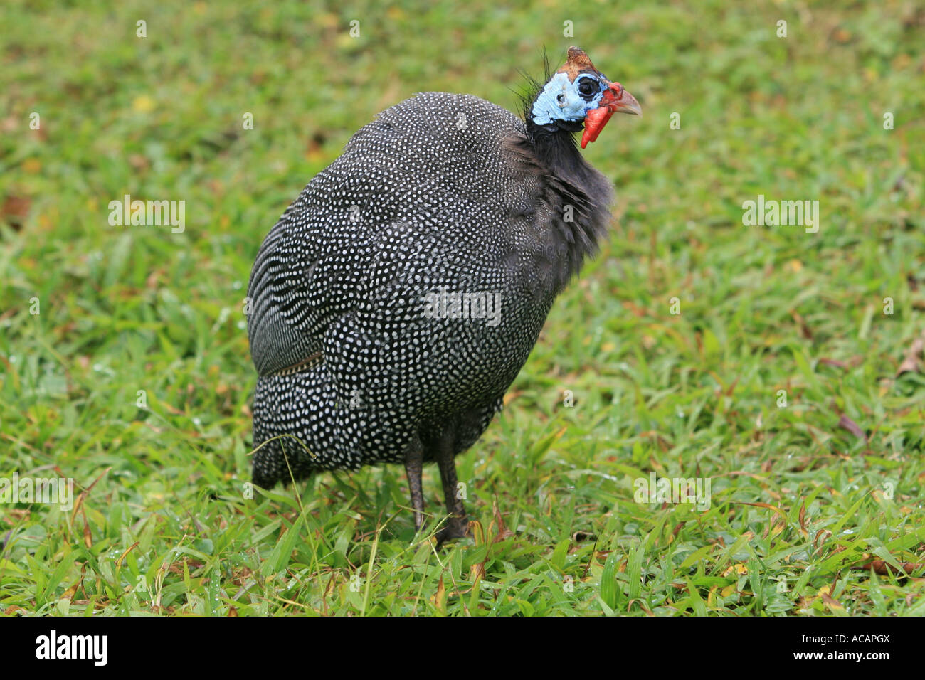 Guinea fowl numididae hi-res stock photography and images - Alamy