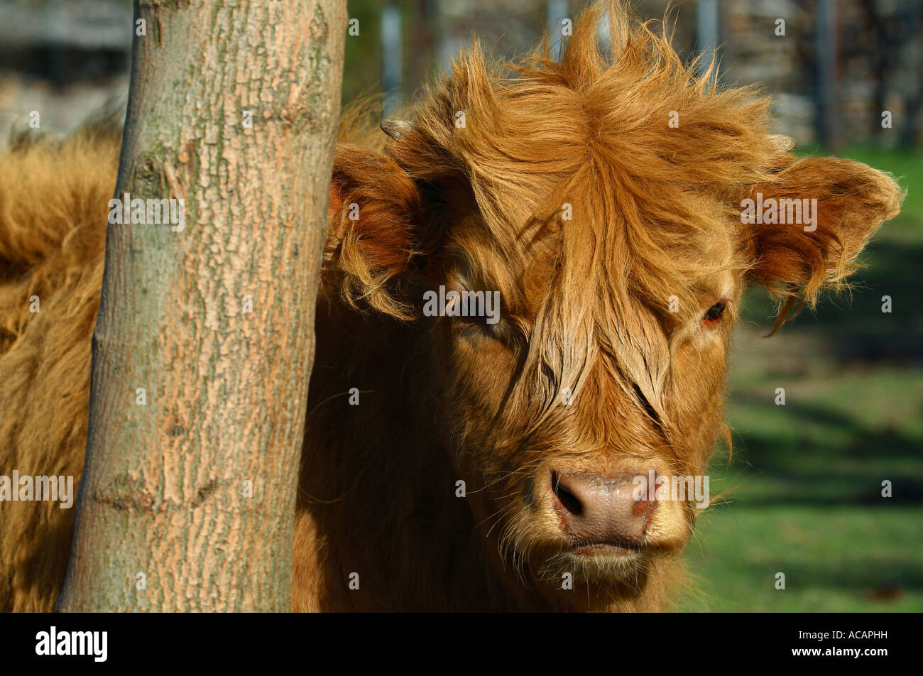Highland trunks hi-res stock photography and images - Alamy