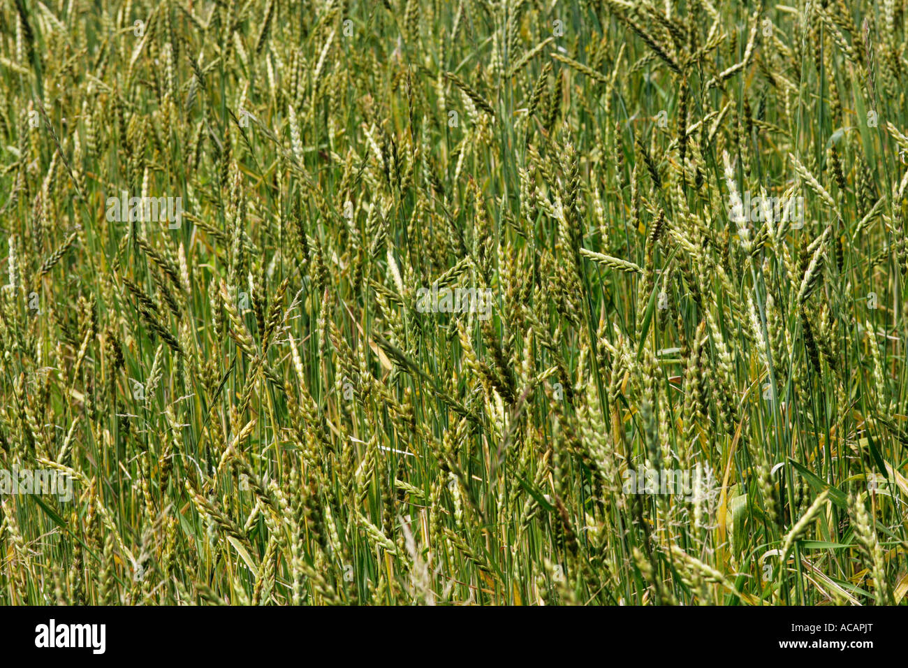 Dinkel feld hi-res stock photography and images - Alamy