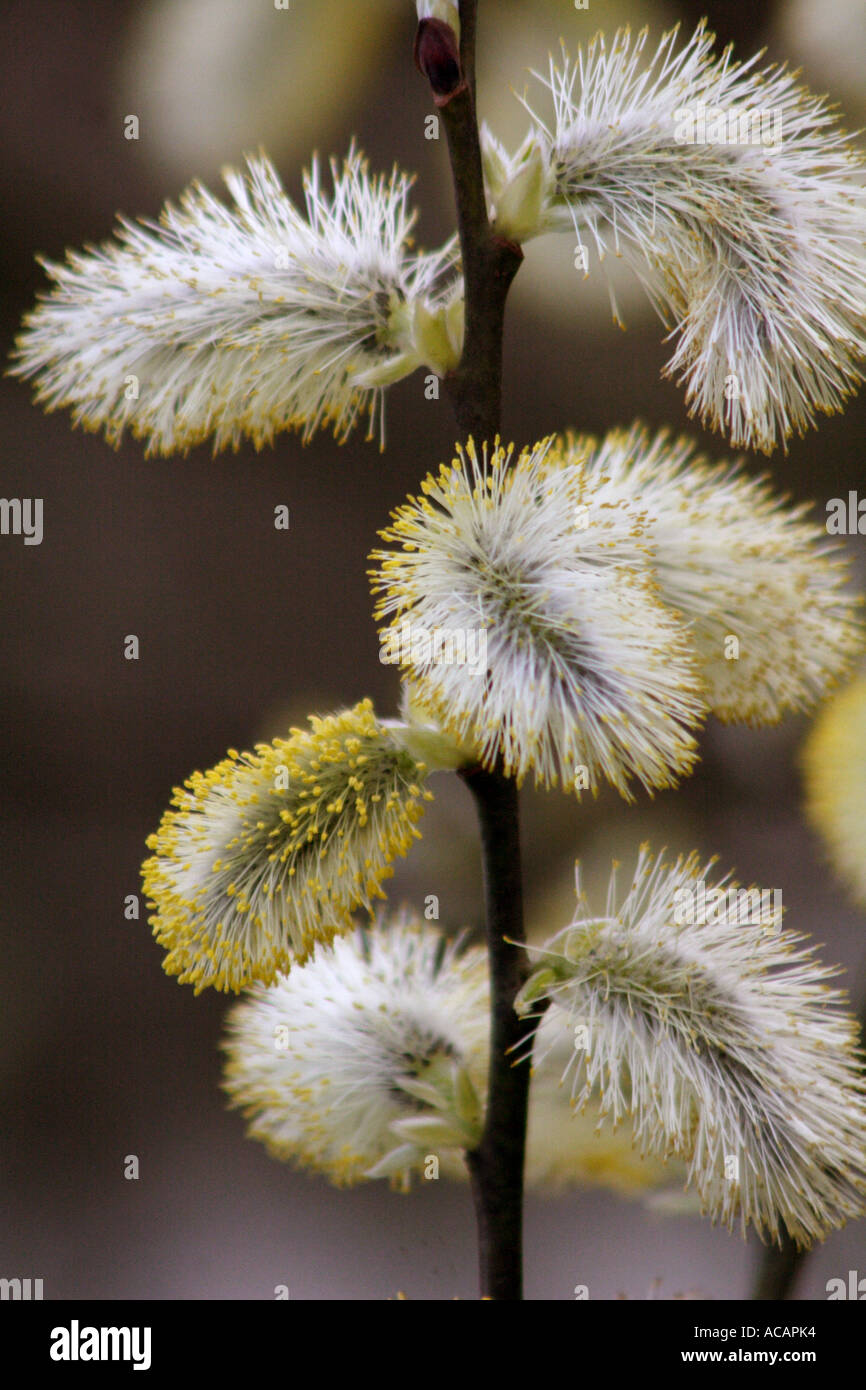 Goat Willow catkins, Salix caprea, UK Stock Photo - Alamy