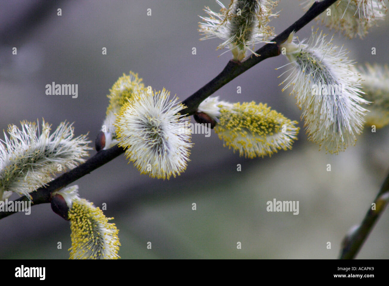 Goat Willow catkins, Salix caprea, UK Stock Photo - Alamy