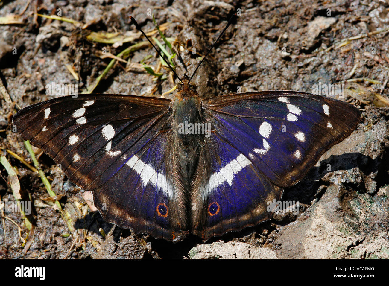 Purple Emperor (Apatura iris Stock Photo - Alamy