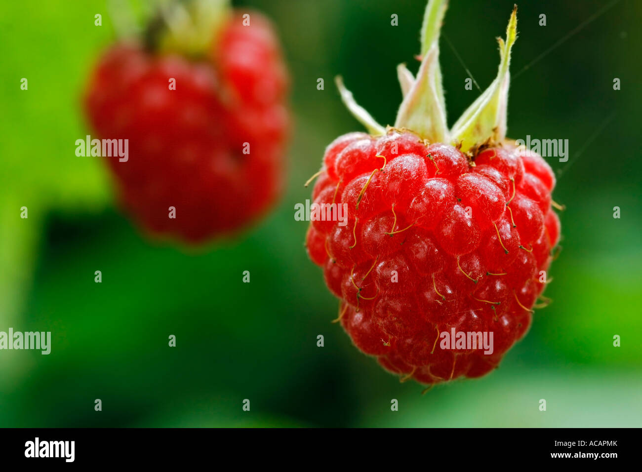 Wilde raspberry hi-res stock photography and images - Alamy