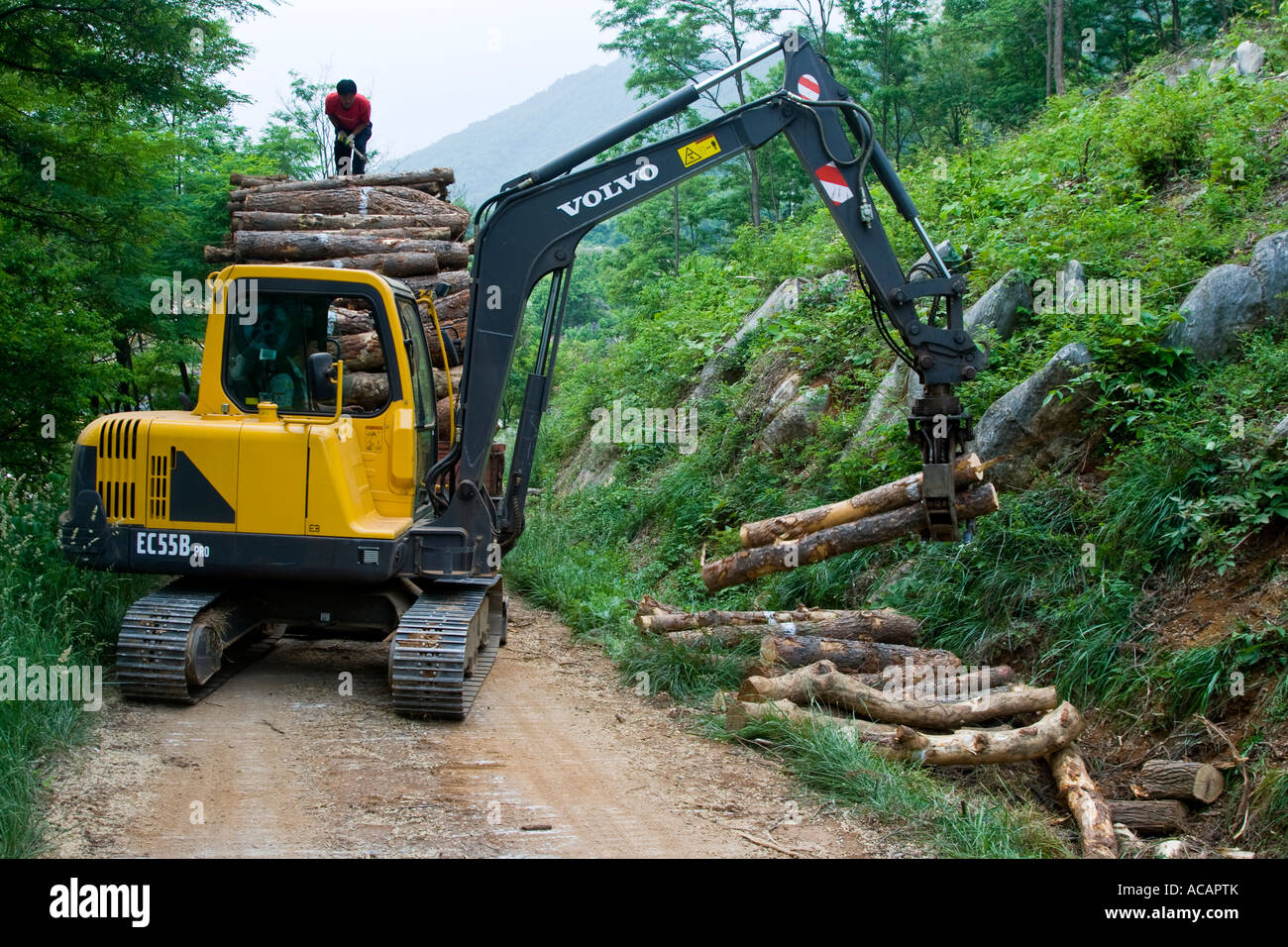 Harvesting Raw Material Trees for Lumber Wood Gyeongjidong Do Province ...