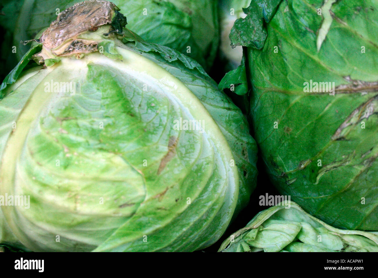 Pile of cabbages close-up Stock Photo - Alamy