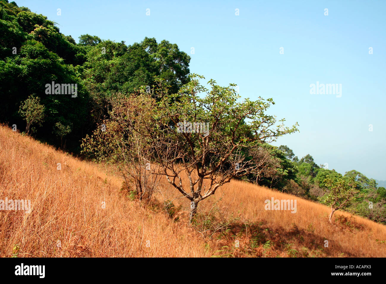 Dry grass on hillside Stock Photo - Alamy