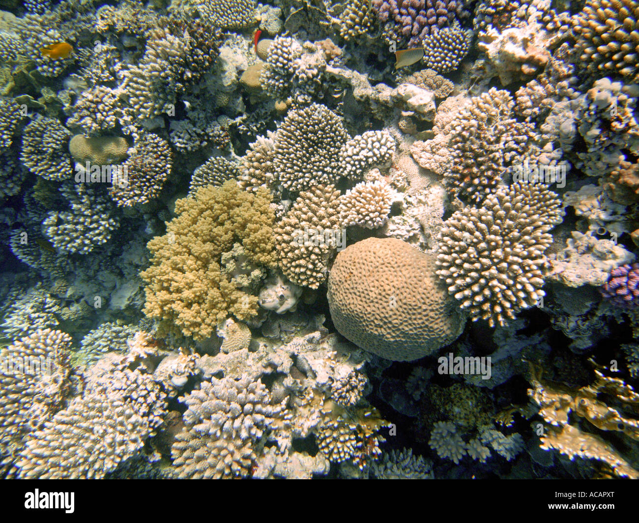 Stony coral Dahab, Sinai, Egypt Stock Photo - Alamy
