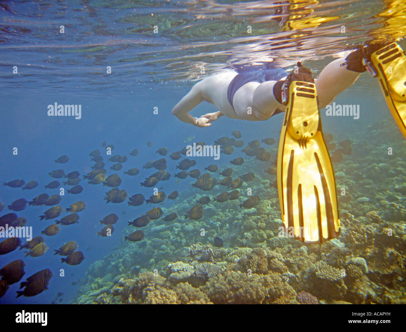 Reef horizontal hi-res stock photography and images - Alamy