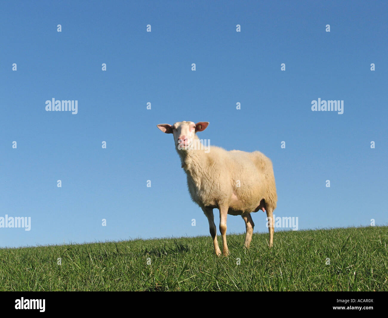 Sheep on a pasture Stock Photo - Alamy