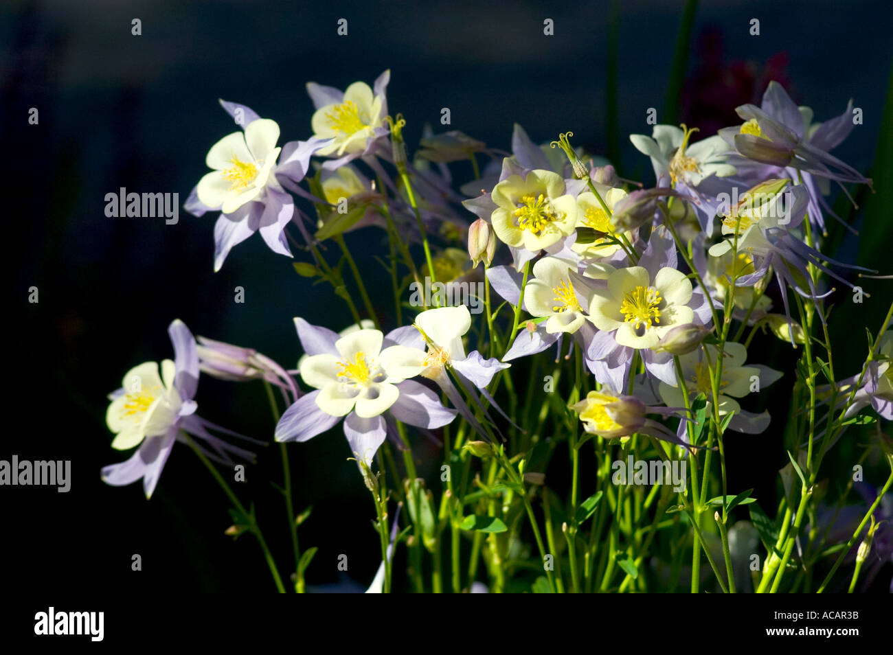 The Colorado blue columbine Aquilegia caerulea Colorado s state flower ...