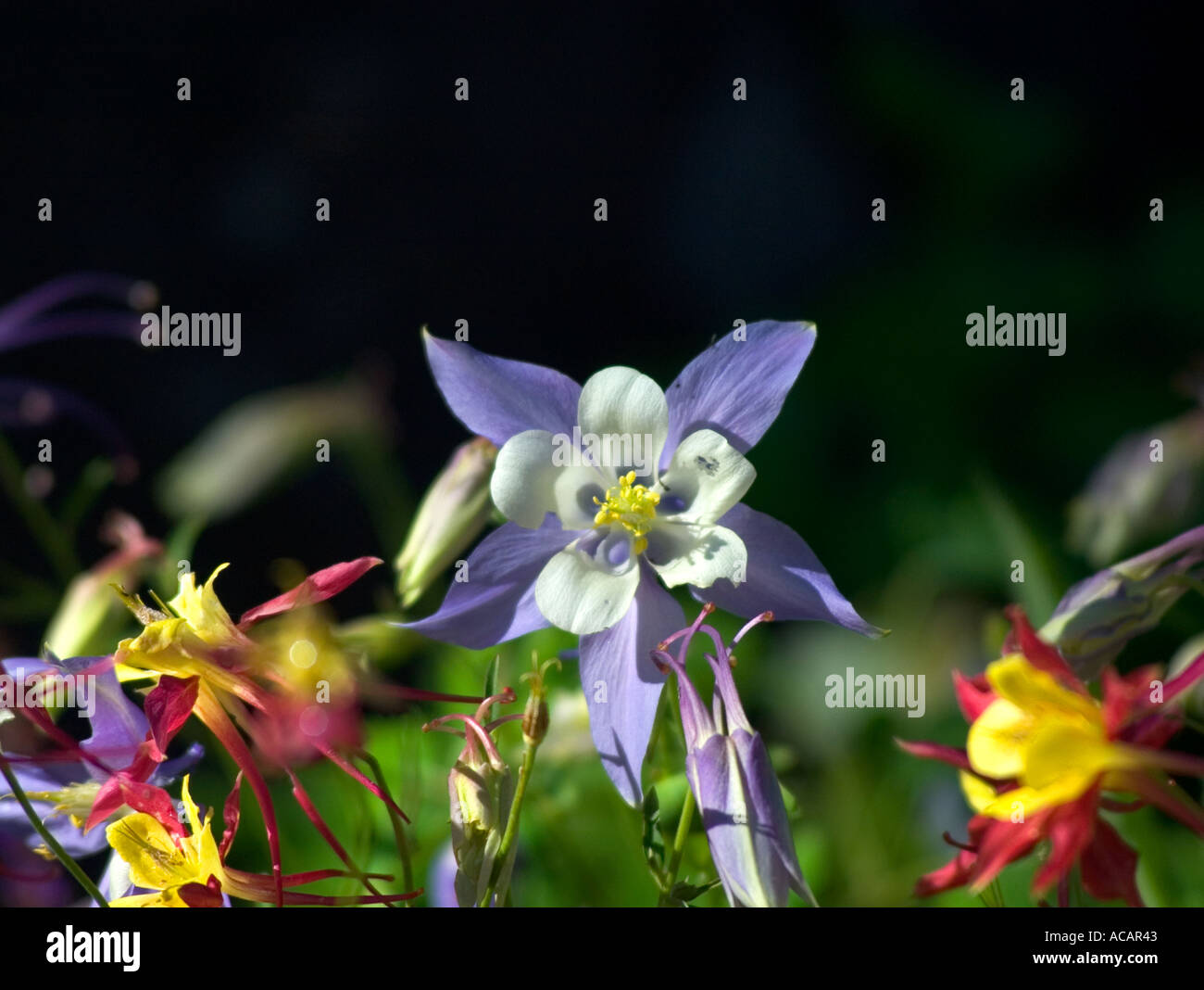 The Colorado blue columbine Aquilegia caerulea Colorado s state flower ...