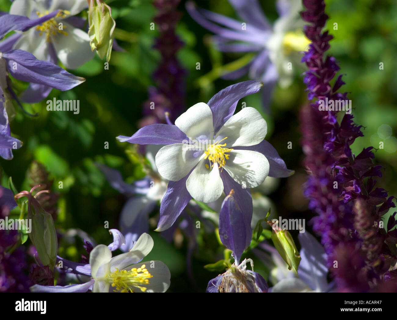 The Colorado blue columbine Aquilegia caerulea Colorado s state flower ...