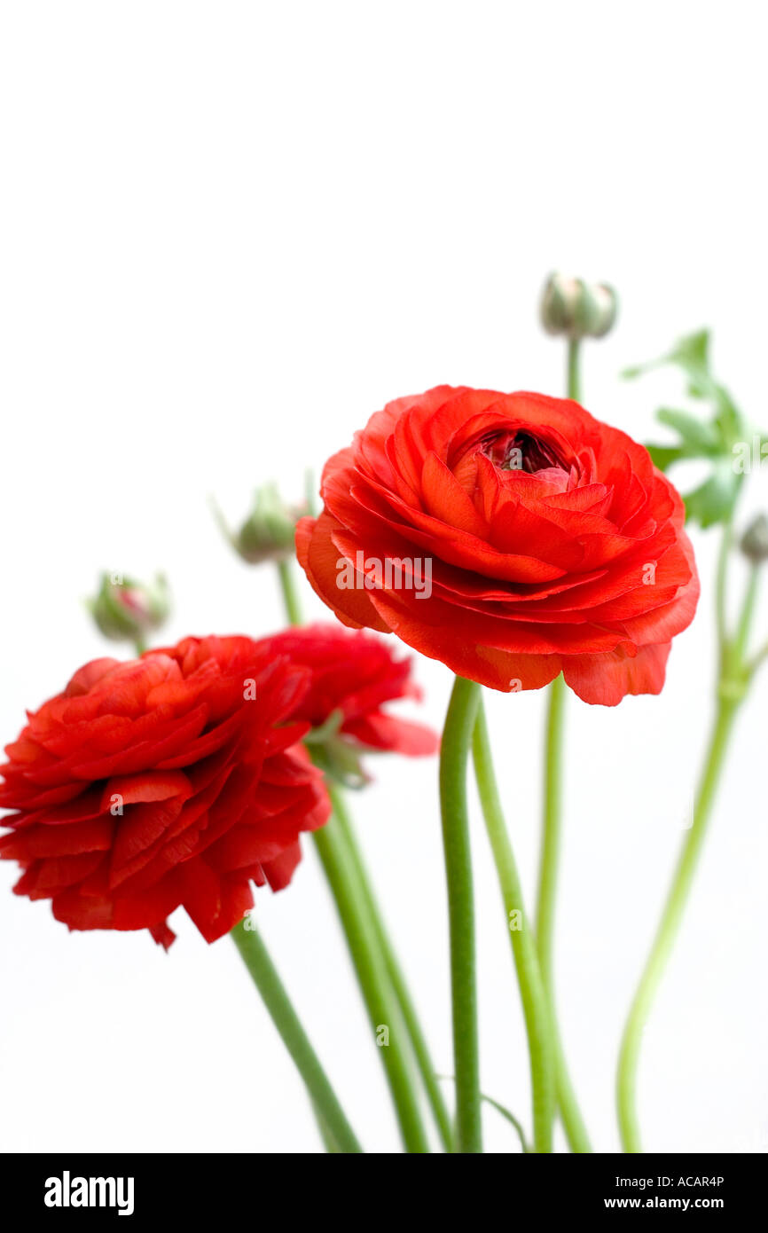 Red buttercup (Ranunculus Stock Photo - Alamy
