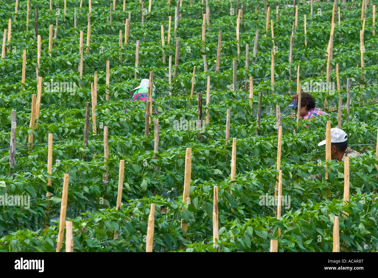 Women Working in Chili Fields South Korea Stock Photo - Alamy