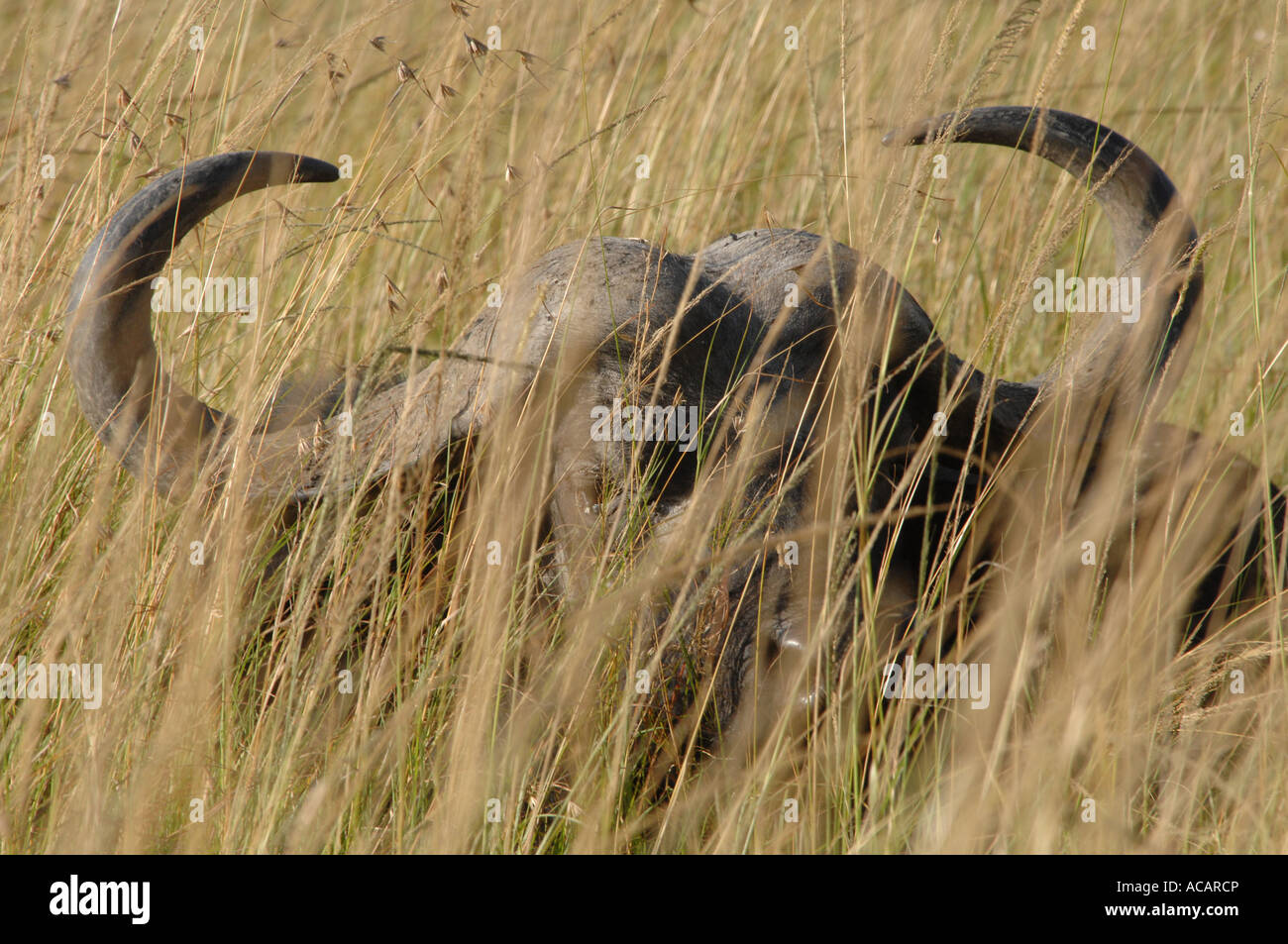 Buffalo hide hi-res stock photography and images - Alamy