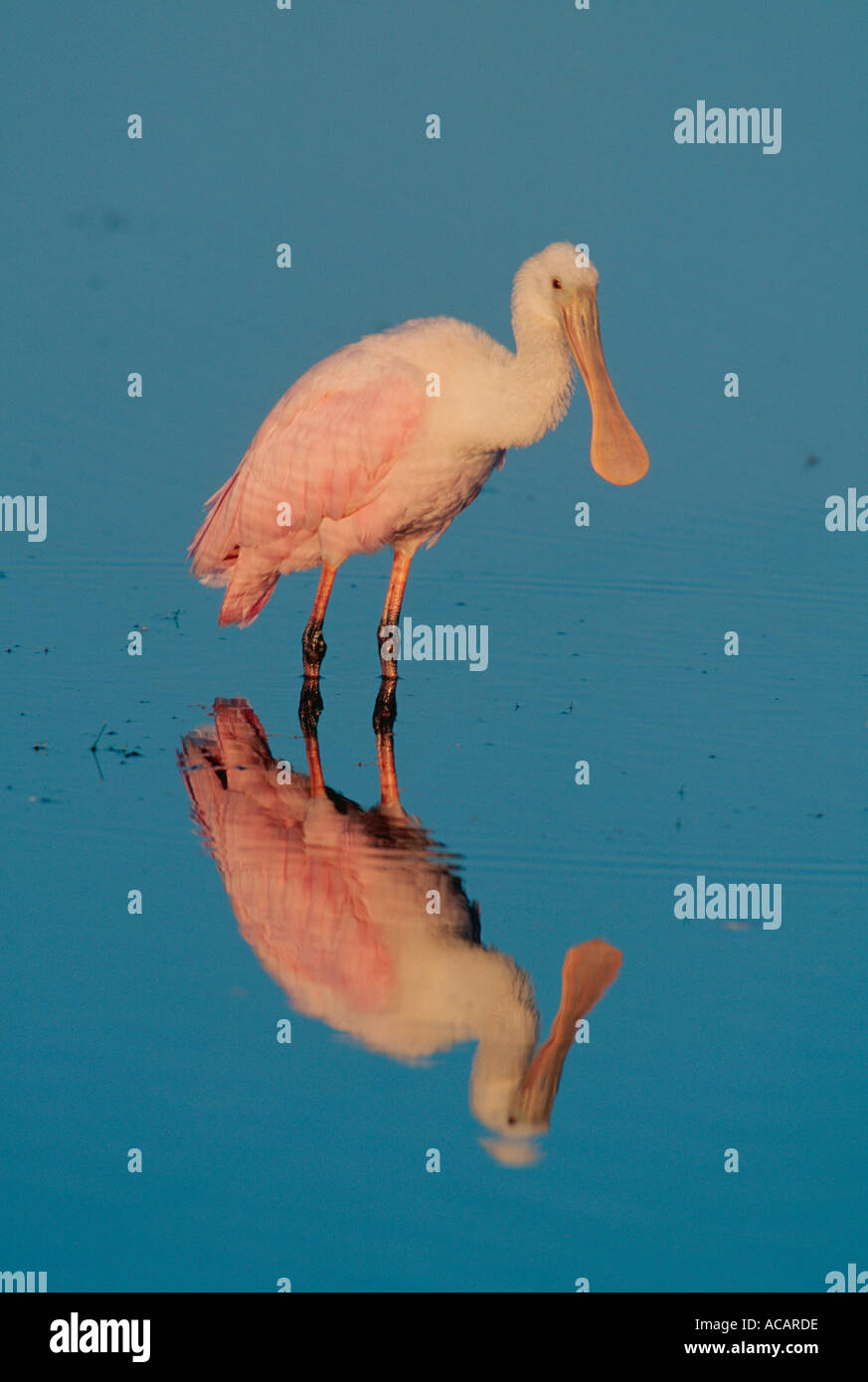 Roseate spoonbill and reflection in pond Stock Photo - Alamy