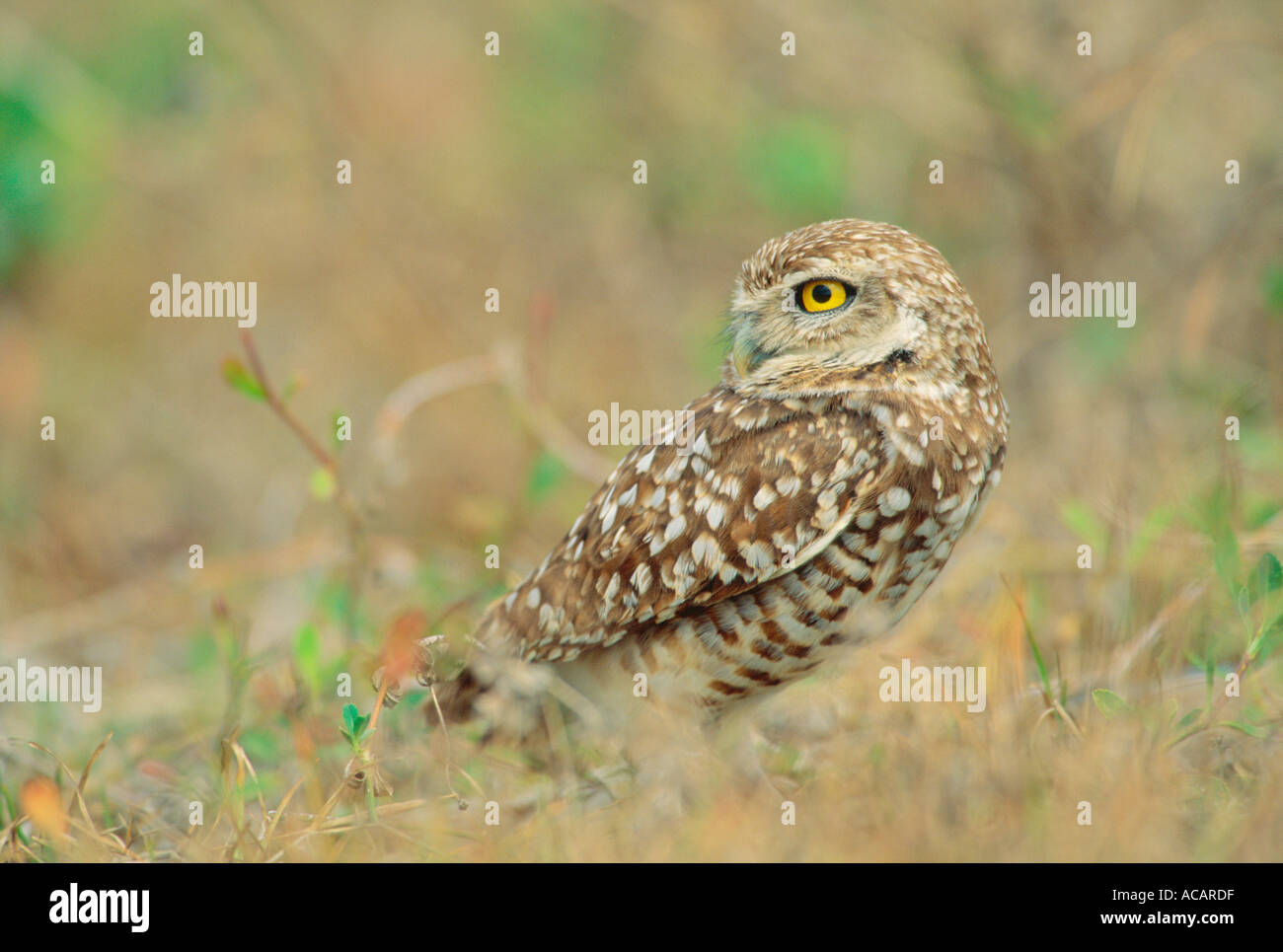 Burrowing owls on ground hi-res stock photography and images - Alamy