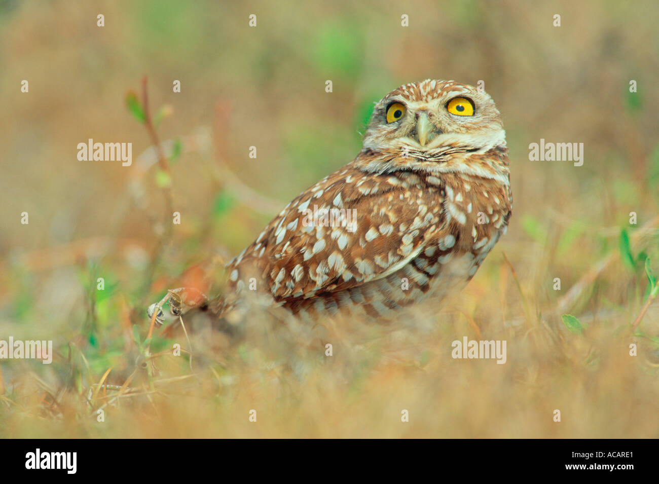 Owl on ground hi-res stock photography and images - Alamy