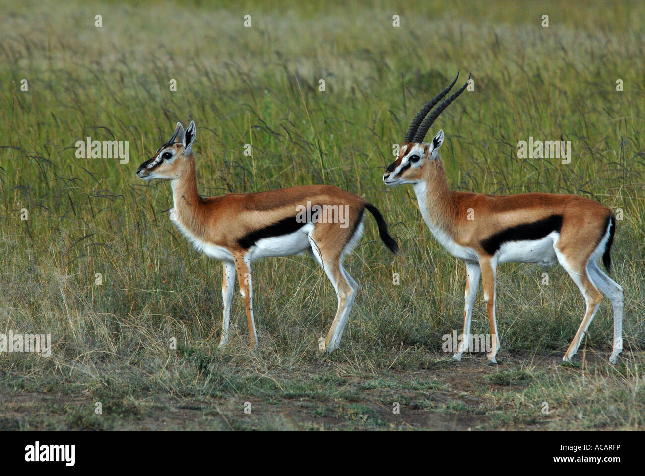 Springbok Antelopes (Antidorcas marsupialis), Masai Mara, Kenya, Africa ...