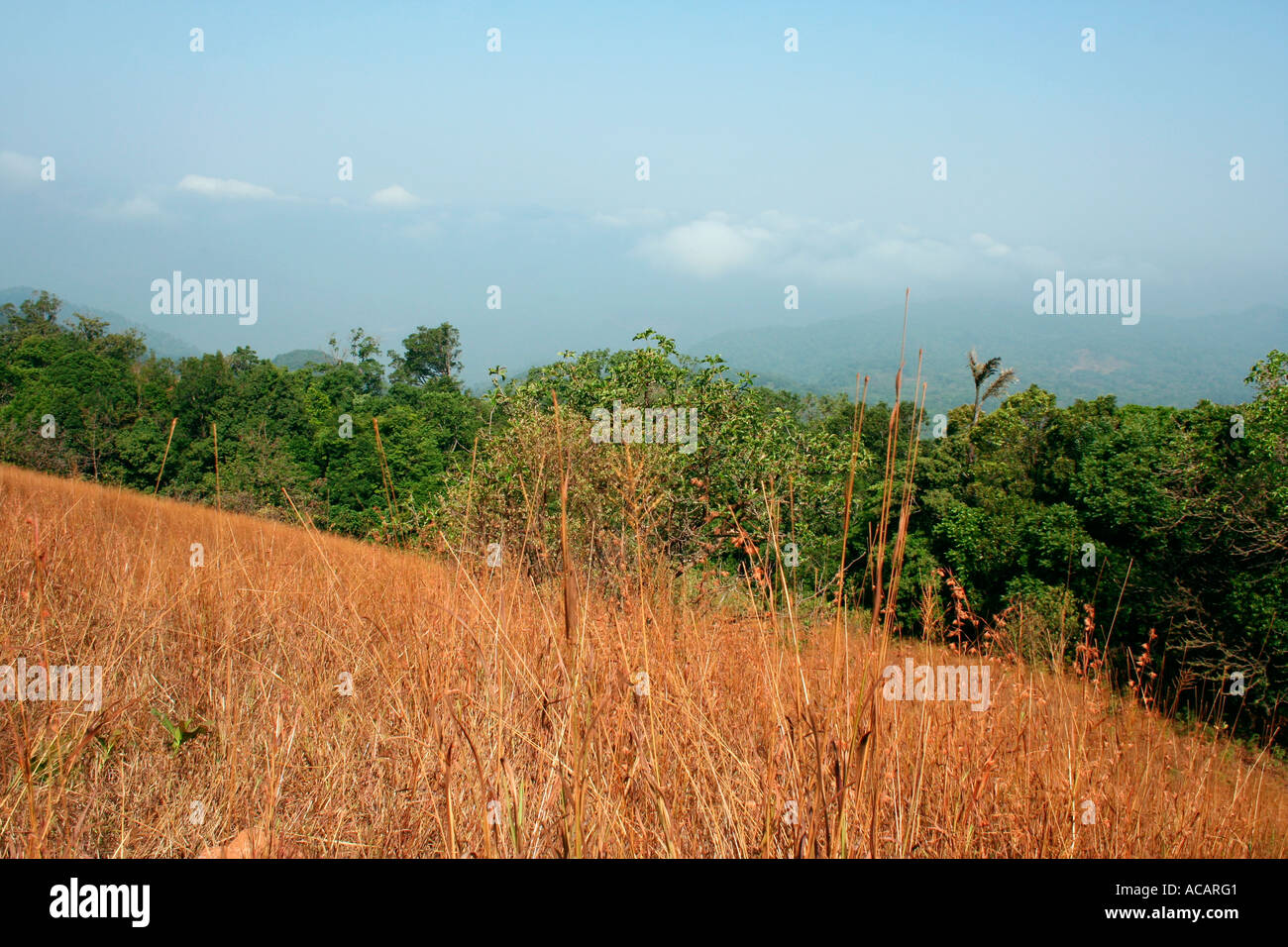 Dry grass on hillside Stock Photo - Alamy