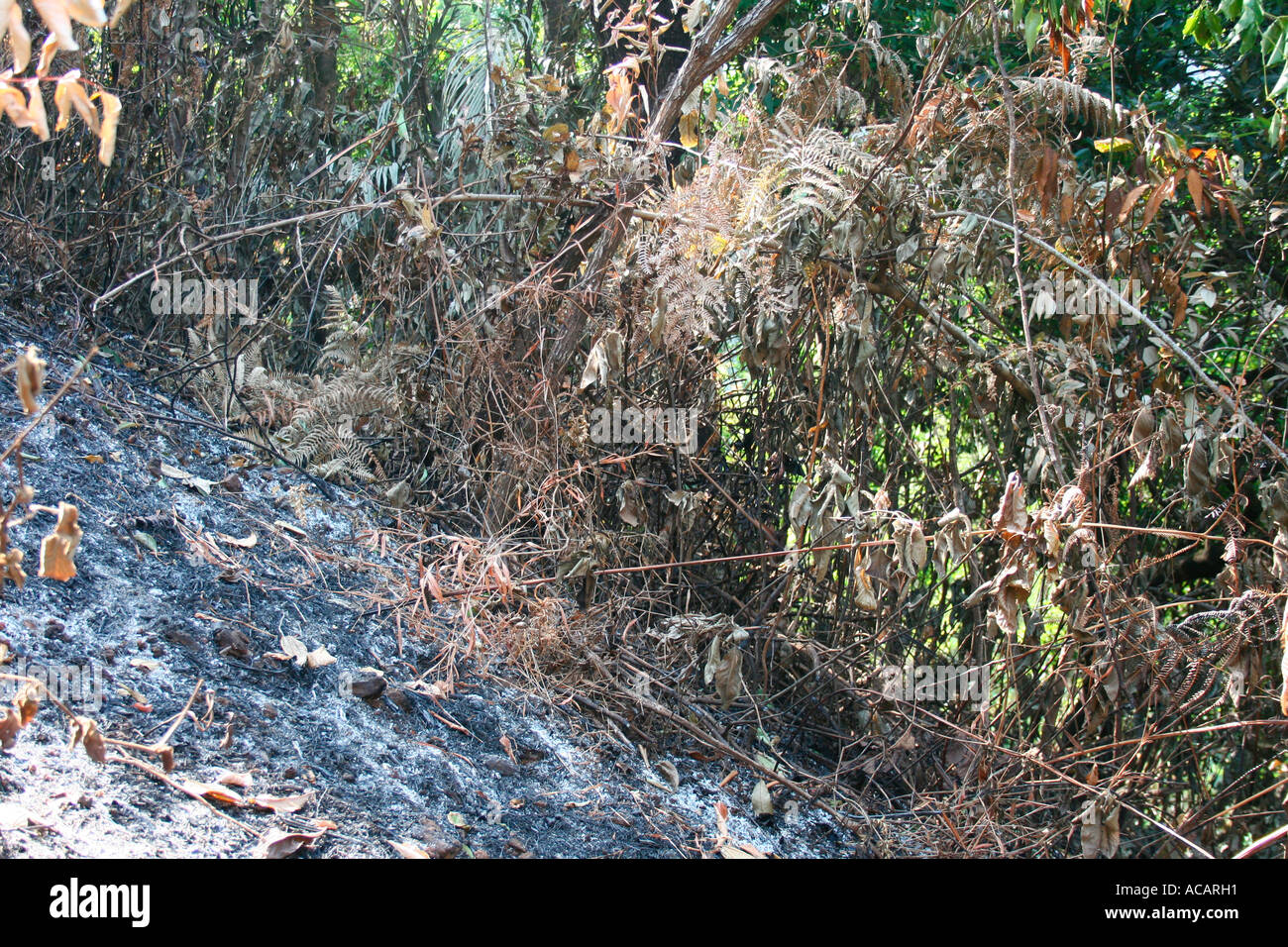 Remains fire dry bushes hi-res stock photography and images - Alamy