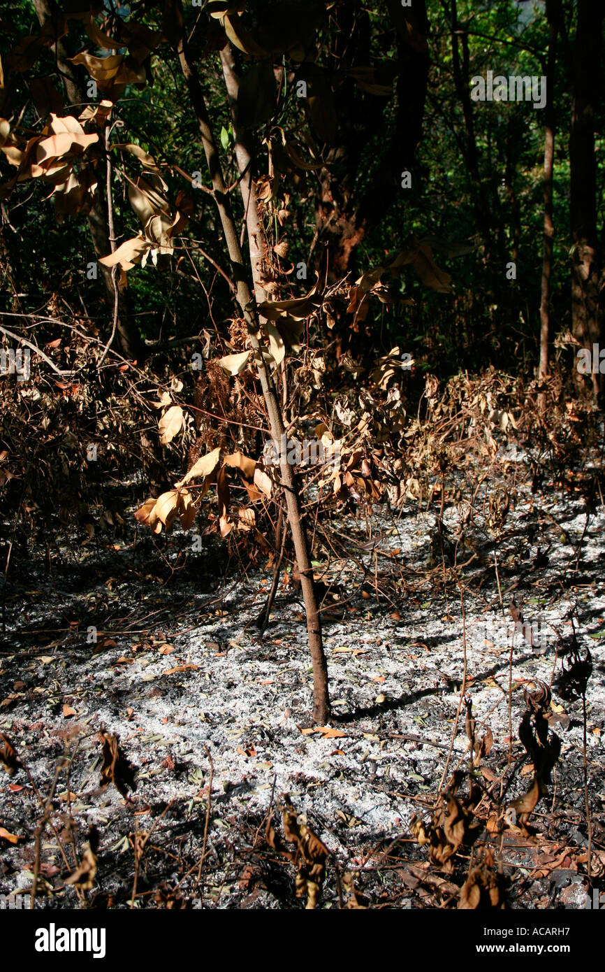 Remains of forest fire detail Stock Photo - Alamy