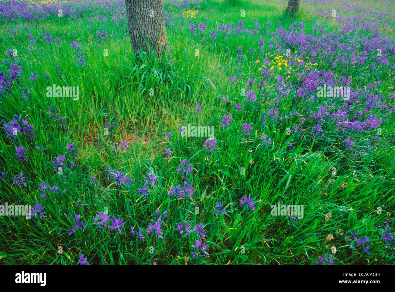 Camas lilies and garry oak trees in spring near Victoria British ...