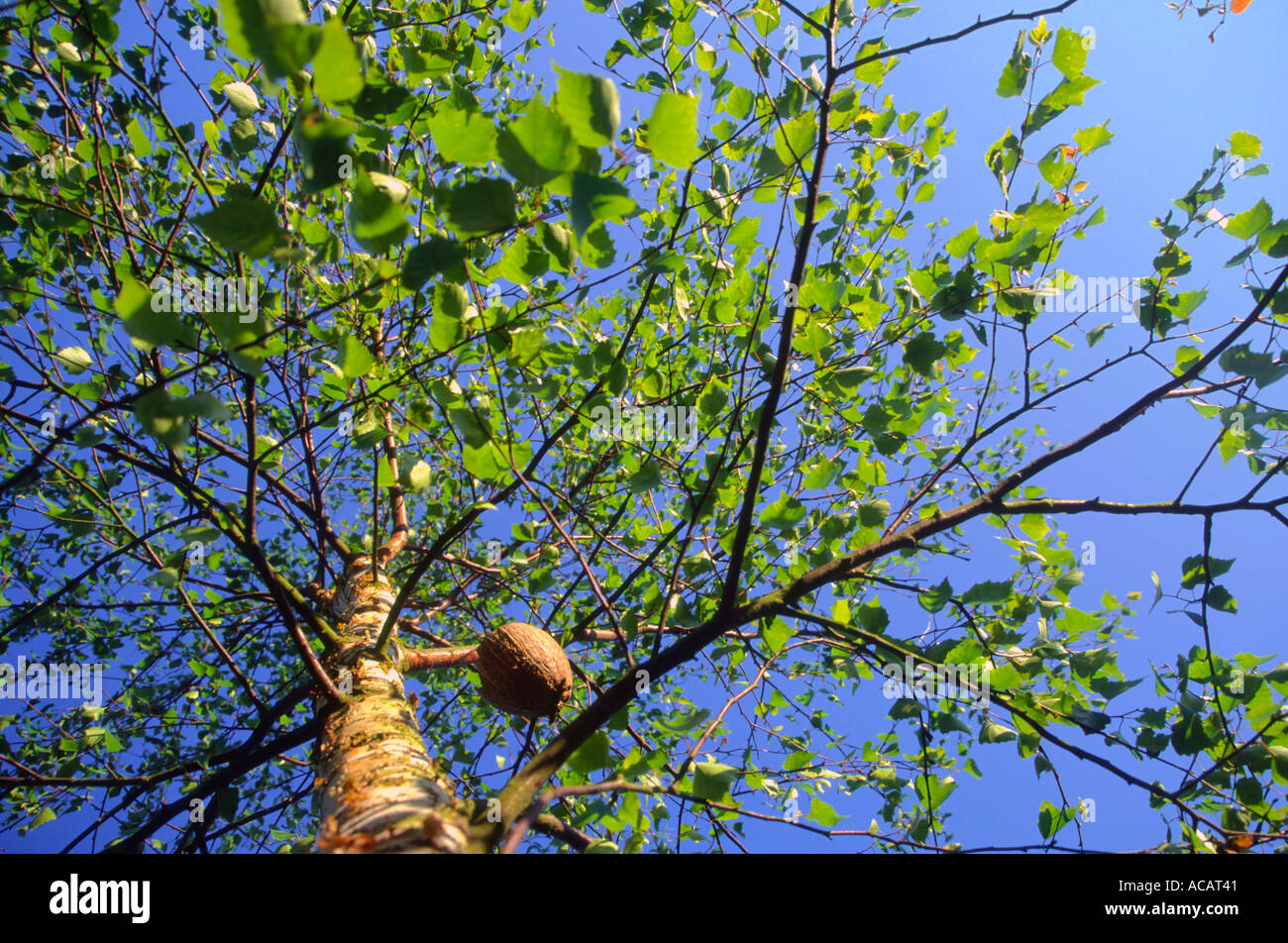 Willow sapling hi-res stock photography and images - Alamy