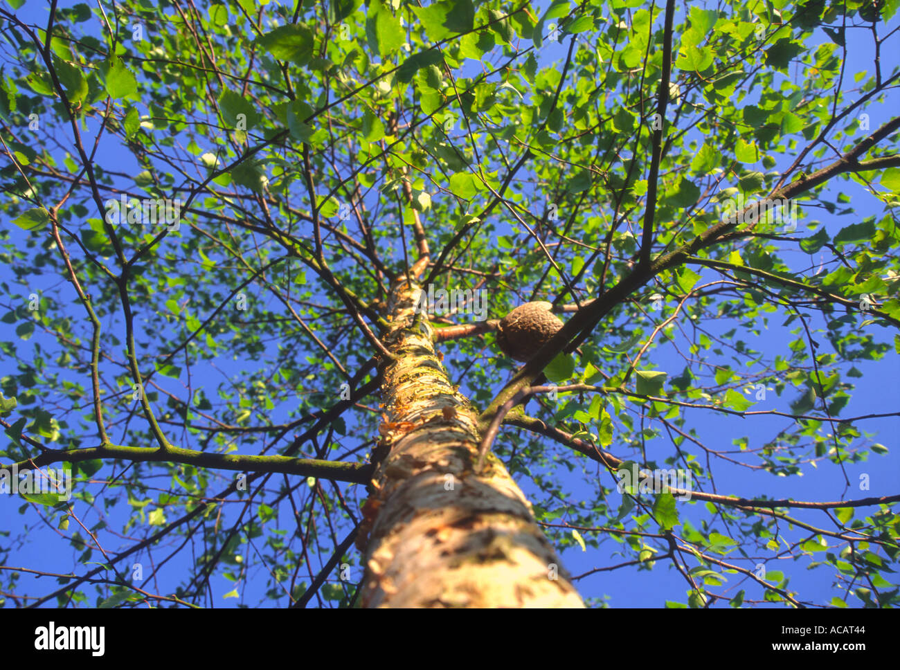 Willow sapling hi-res stock photography and images - Alamy