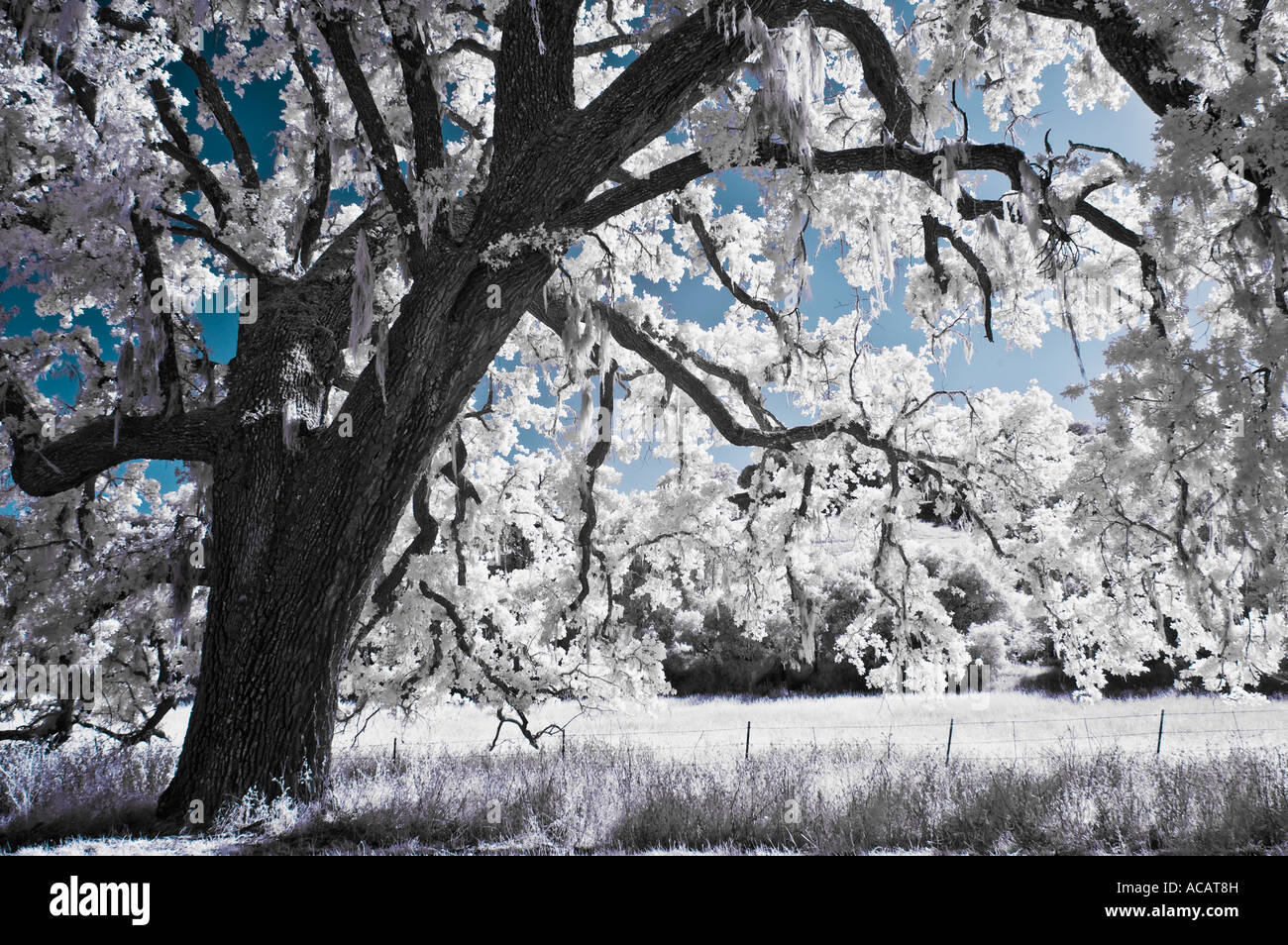 digital Infrared Oak tree Stock Photo - Alamy