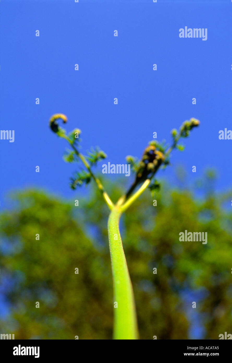 Bracken changing colour hi-res stock photography and images - Alamy