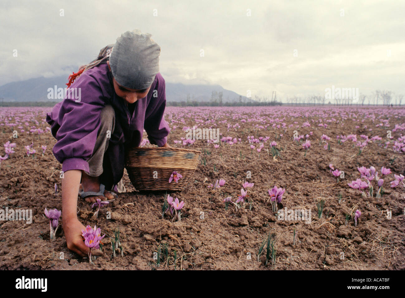 Plucking saffron hi-res stock photography and images - Alamy