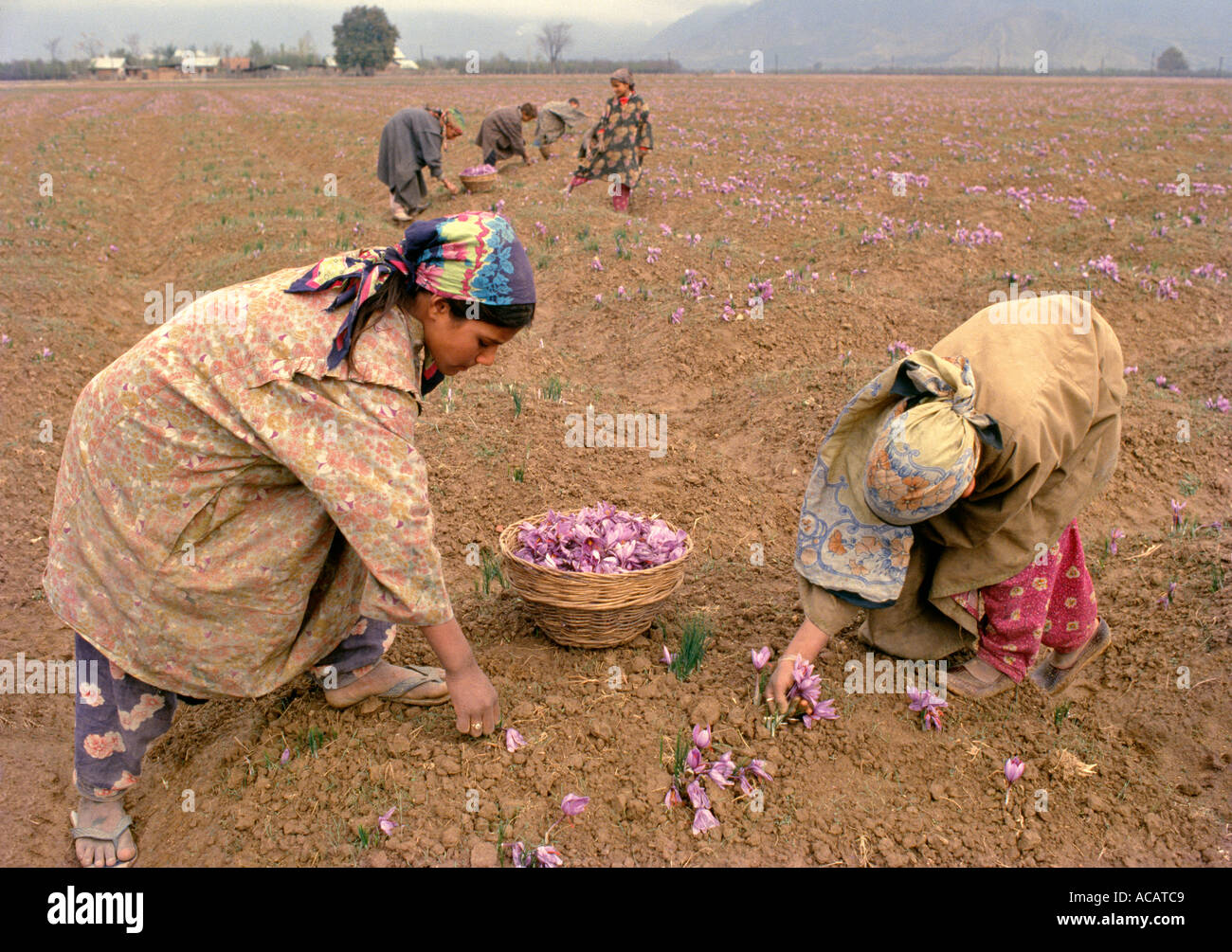 Plucking saffron flowers hi-res stock photography and images - Alamy