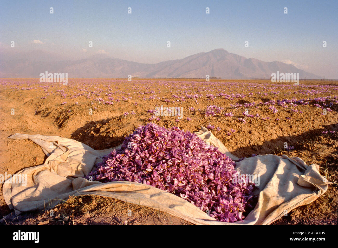Saffron harvest hi-res stock photography and images - Alamy