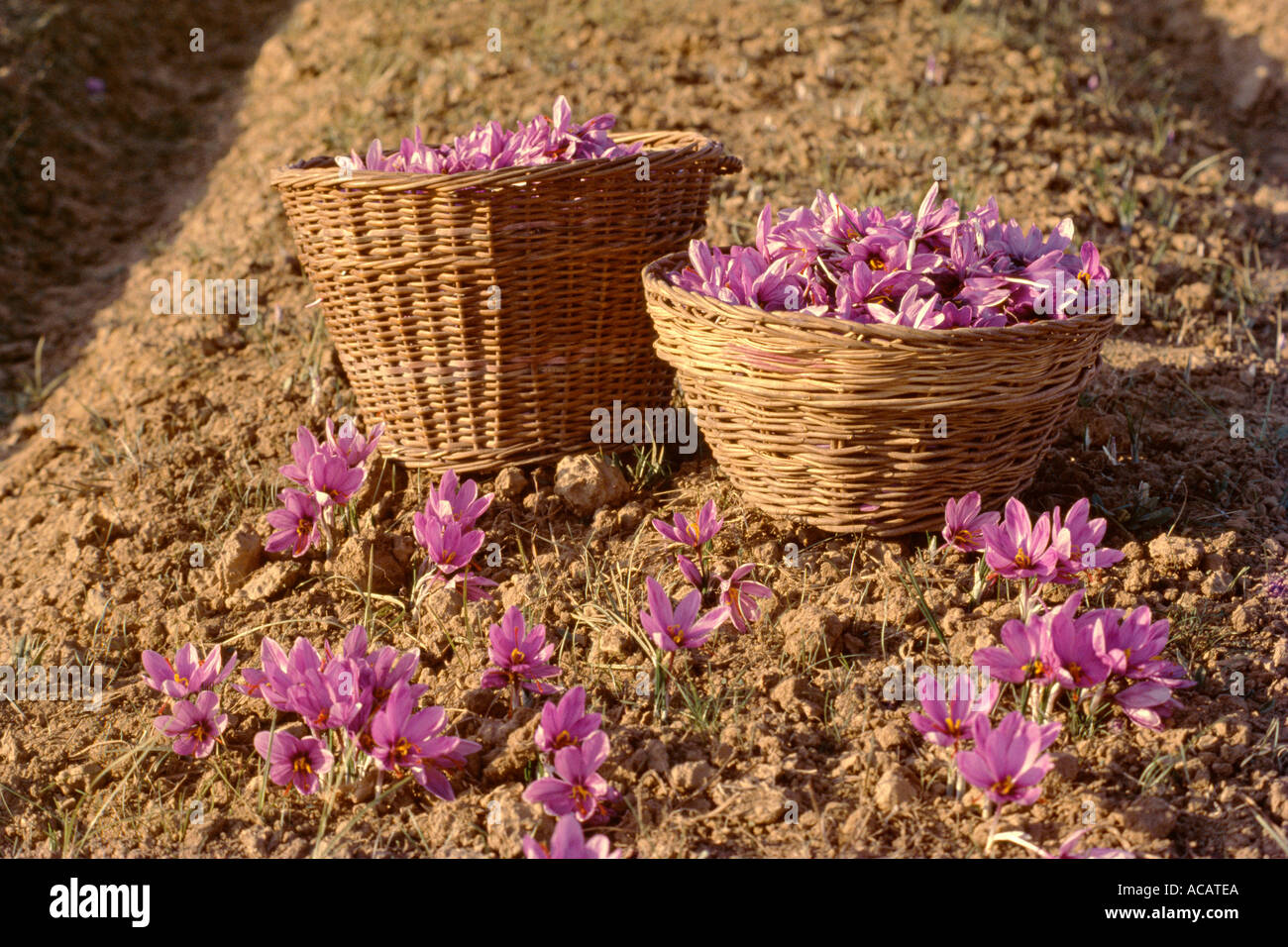 Saffron field hi-res stock photography and images - Alamy