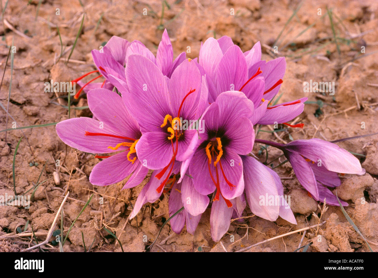 Corcus flowers hi-res stock photography and images - Alamy