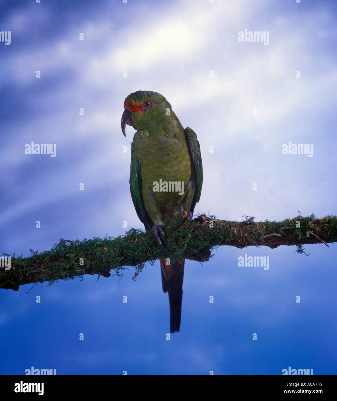 Slender billed hi-res stock photography and images - Alamy