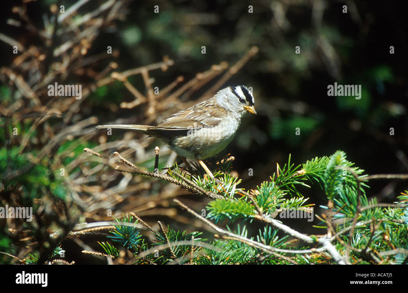 White crowned Sparrow Zonotrichia leucophrys Washington State USA Stock ...
