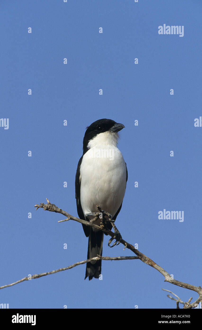 Taita fiscal hi-res stock photography and images - Alamy
