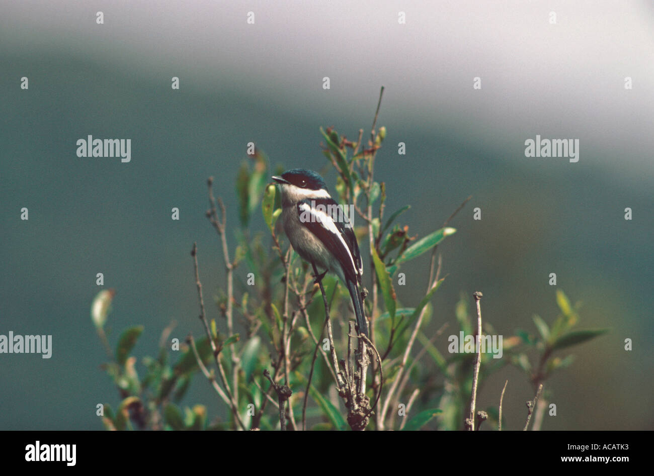 Bar winged Flycatcher shrike Hemipus picatus Ceylon Pied Shrike Sri ...