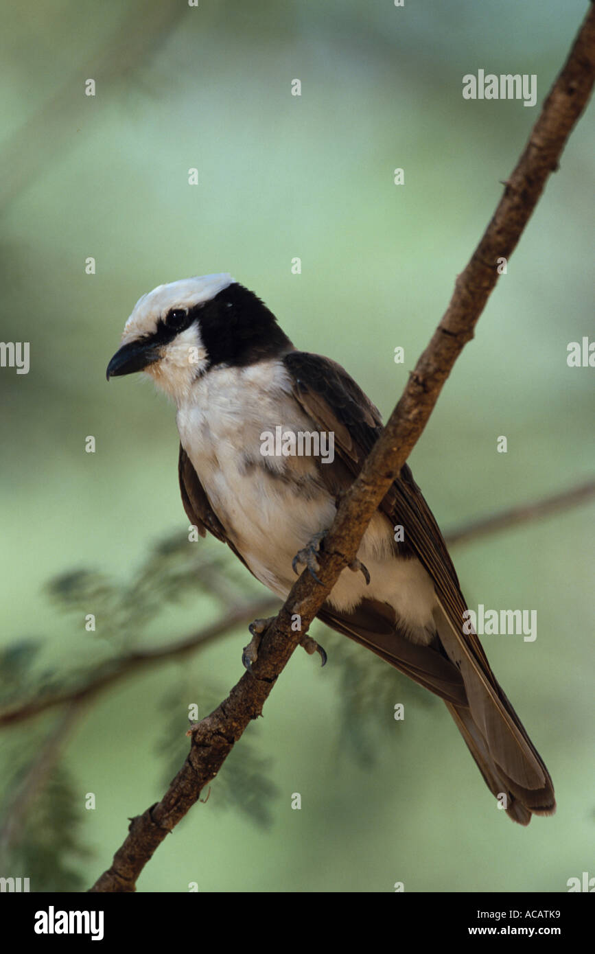 Eurocephalus hi-res stock photography and images - Alamy