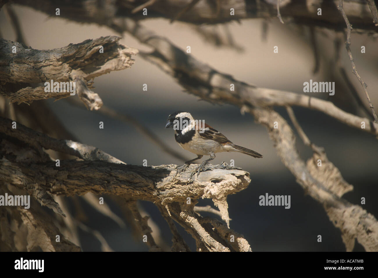Cape sparrow namibia hi-res stock photography and images - Alamy