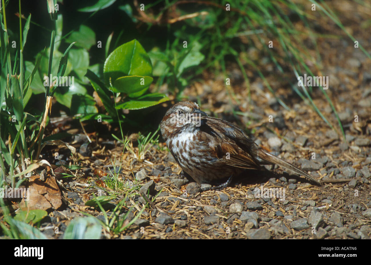 Fox Sparrow Passerella iliaca Washington State USA Stock Photo - Alamy