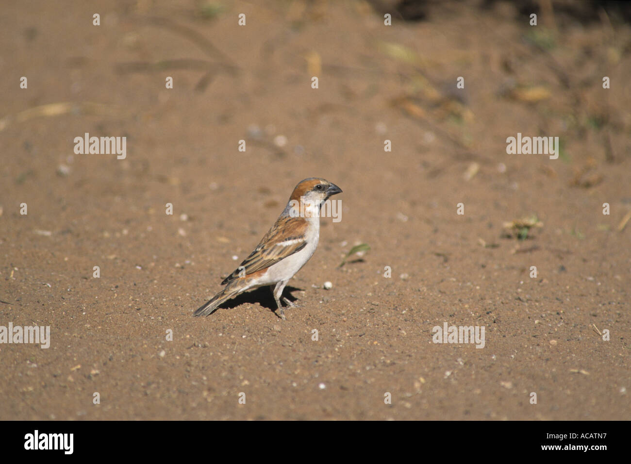 Great sparrow passer motitensis hi-res stock photography and images - Alamy