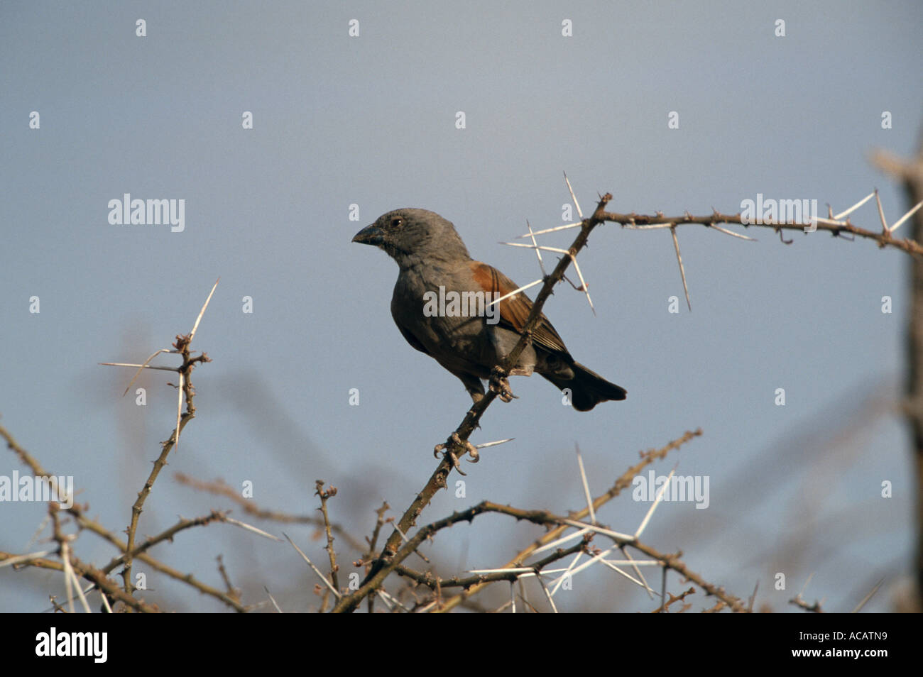 Grey headed sparrow passer griseus hi-res stock photography and images ...