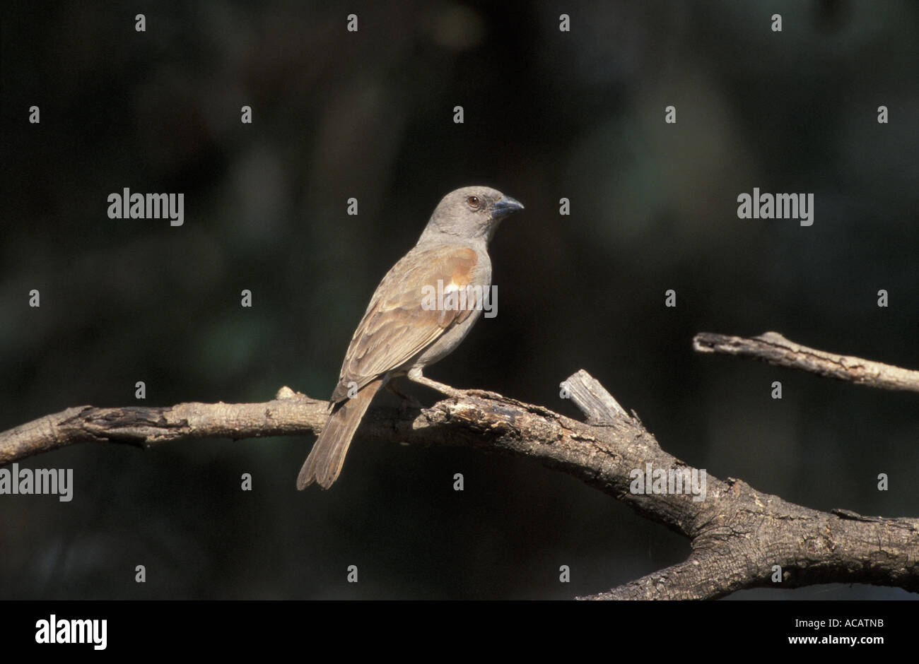 Grey headed sparrow passer griseus hi-res stock photography and images ...