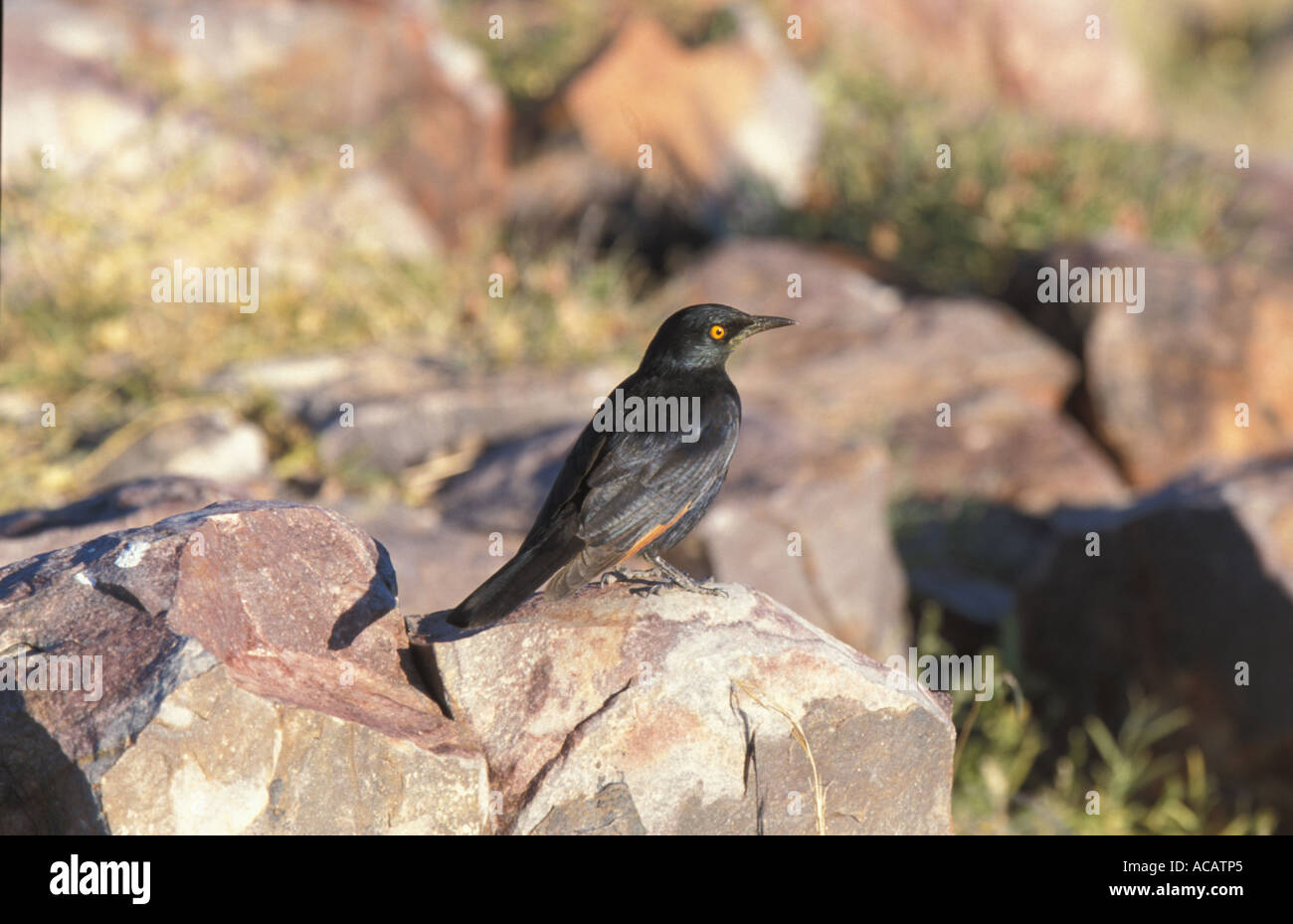 Pale winged Starling Onychognathus nabouroup Namibia Stock Photo - Alamy