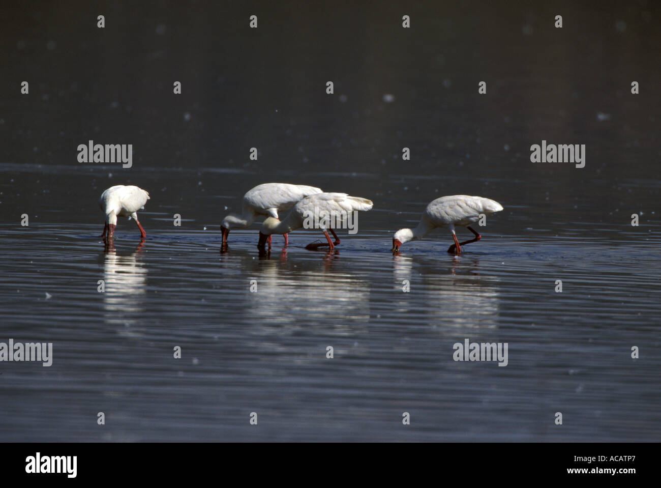Group feeding a hi-res stock photography and images - Alamy